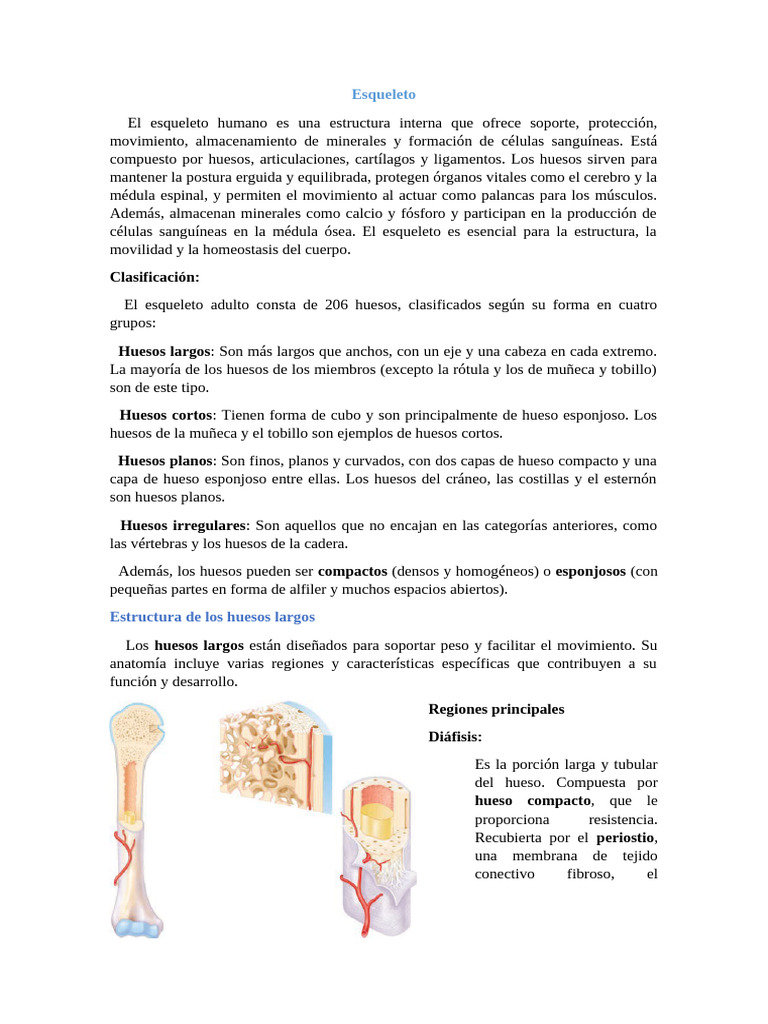 Esqueleto | PDF | Articulación | Hueso