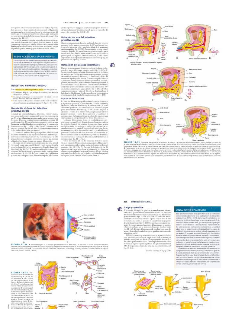Desarrollo del intestino primitivo medio | PDF | Abdomen | Tracto ...