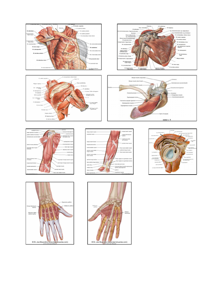 Anat 20240929 094638 0000 | PDF