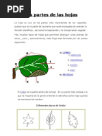 Estructura y Tipos de Limbo en Hojas | PDF | Hoja | Botánica