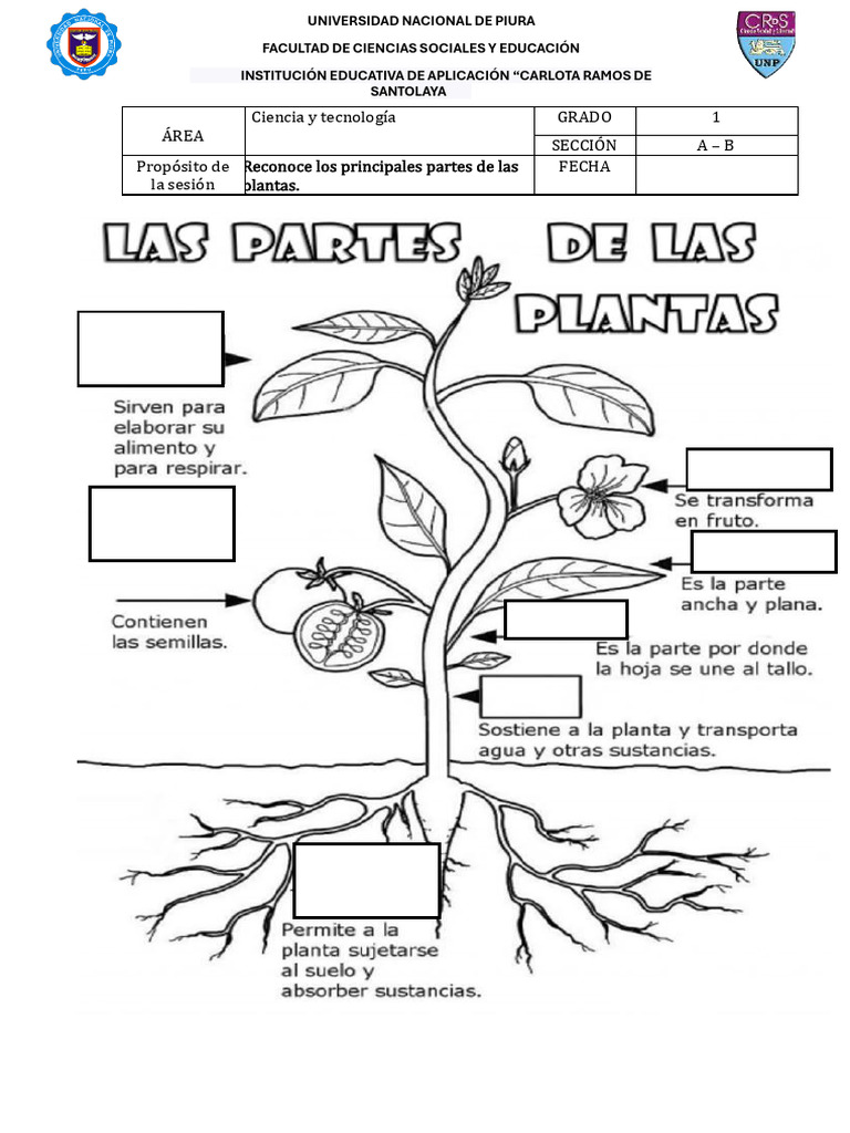 Fichas 1 Semana de Junio | PDF