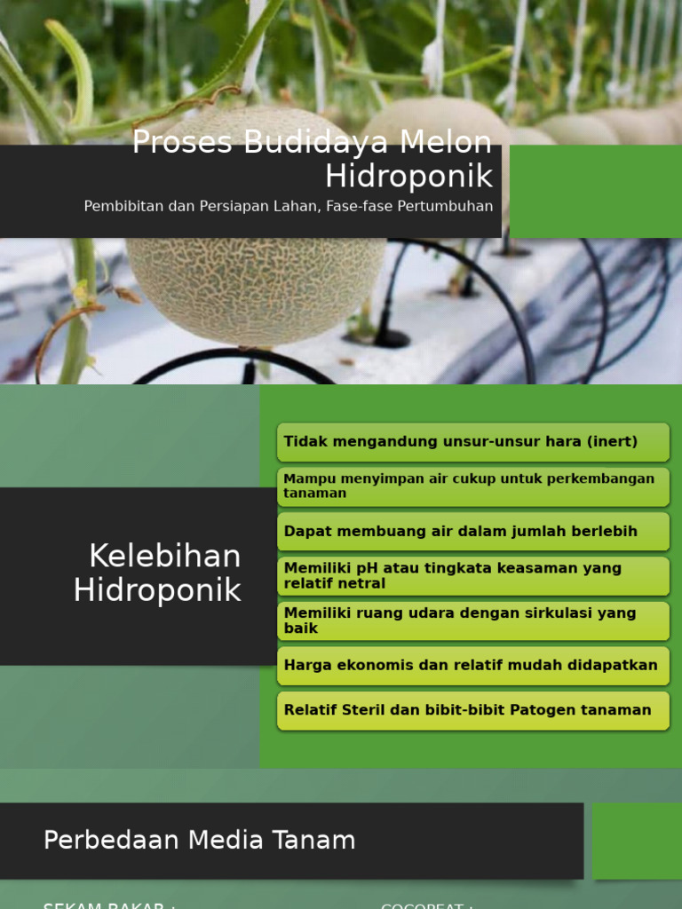 TPM 2 - Proses Budidaya Melon Hidroponik | PDF