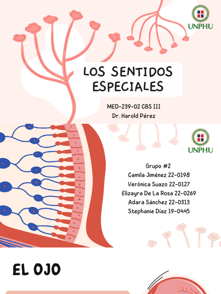 Fisiología de Los Sentidos (1) Ojo Boca | PDF | Escuchando | Ojo humano