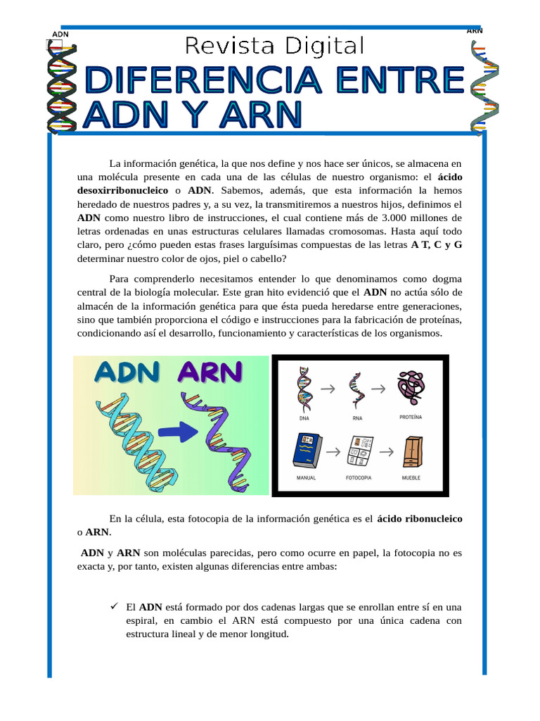 Diferencia Entre Adn y ARN | PDF | Adn | Virus