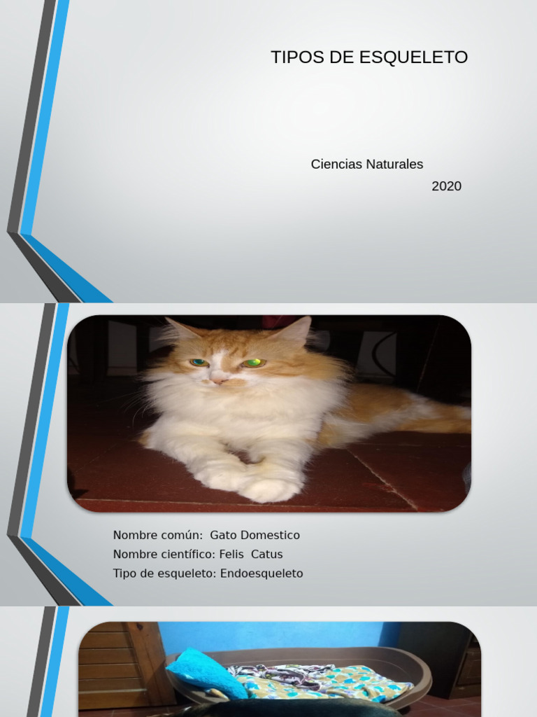 Tipos de Esqueletos en Animales | PDF