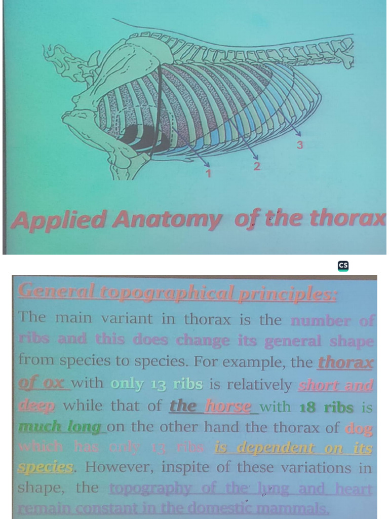 A.anatomy Lec 4 | PDF