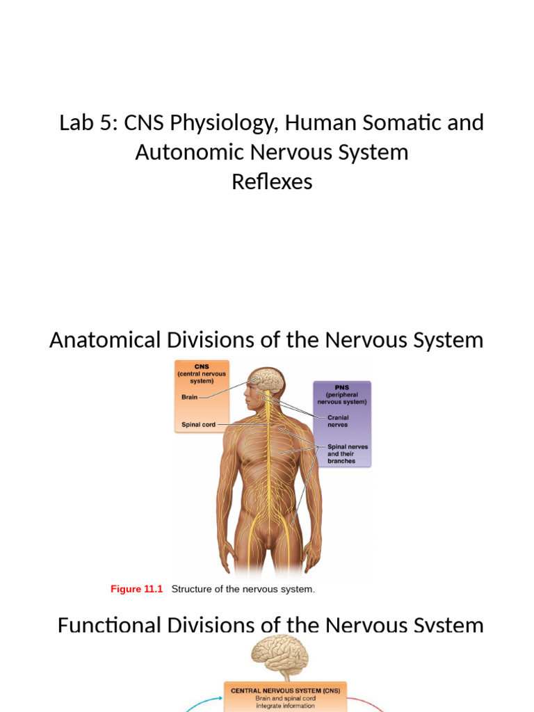 Lab 5 Nervous System Reflexes | PDF | Autonomic Nervous System | Motor ...