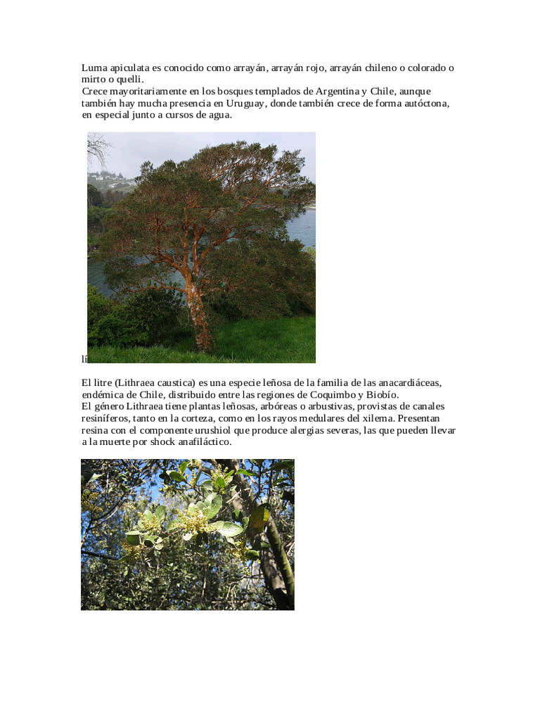 Planta Isabella: Características y Hábitat | PDF