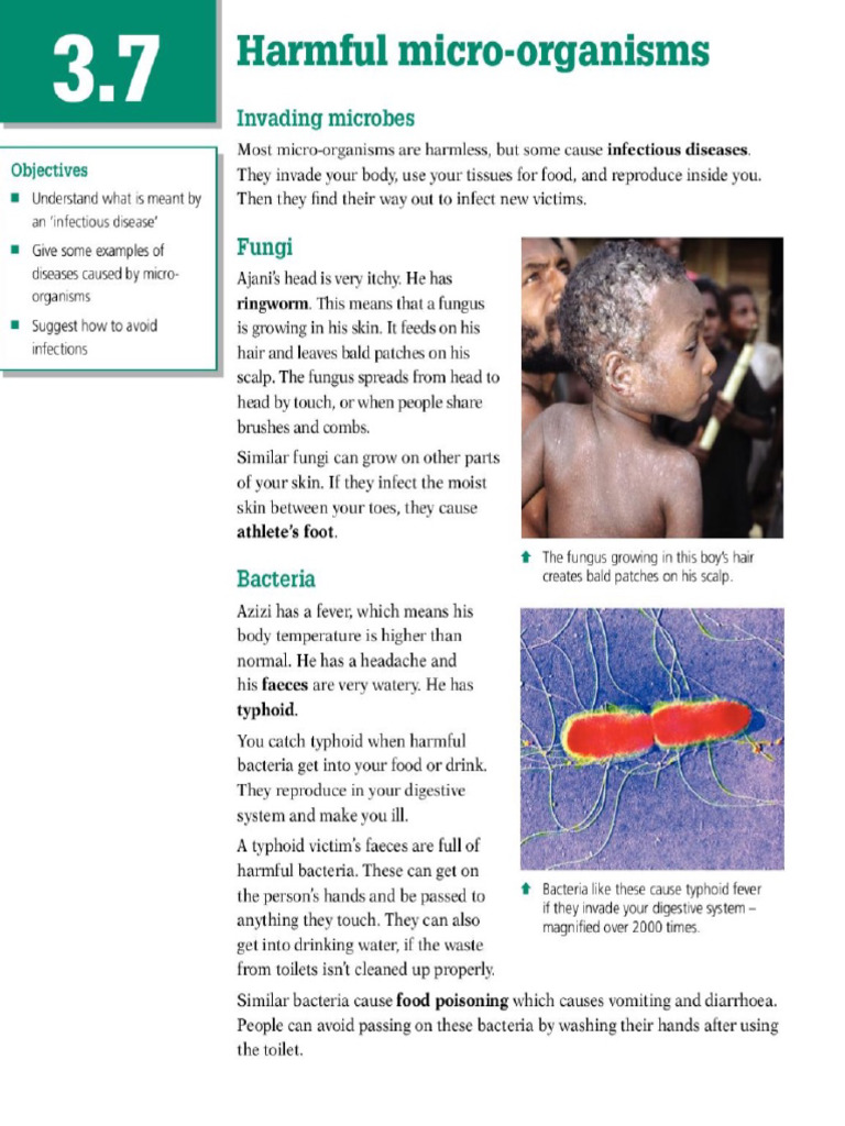 Harmful Micro Organisms | PDF