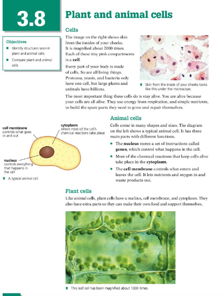 Plant | PDF