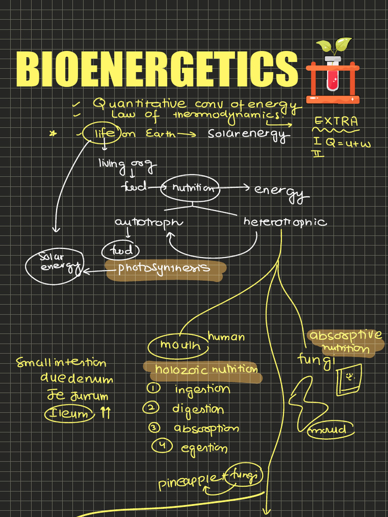 Bioenergetics Notes | PDF