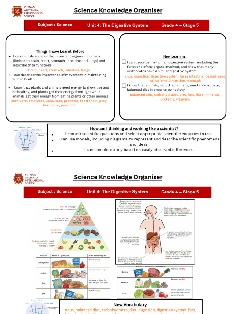 G4 Science Knowledge Organiser Unit 4 Digestive System PDF | PDF ...