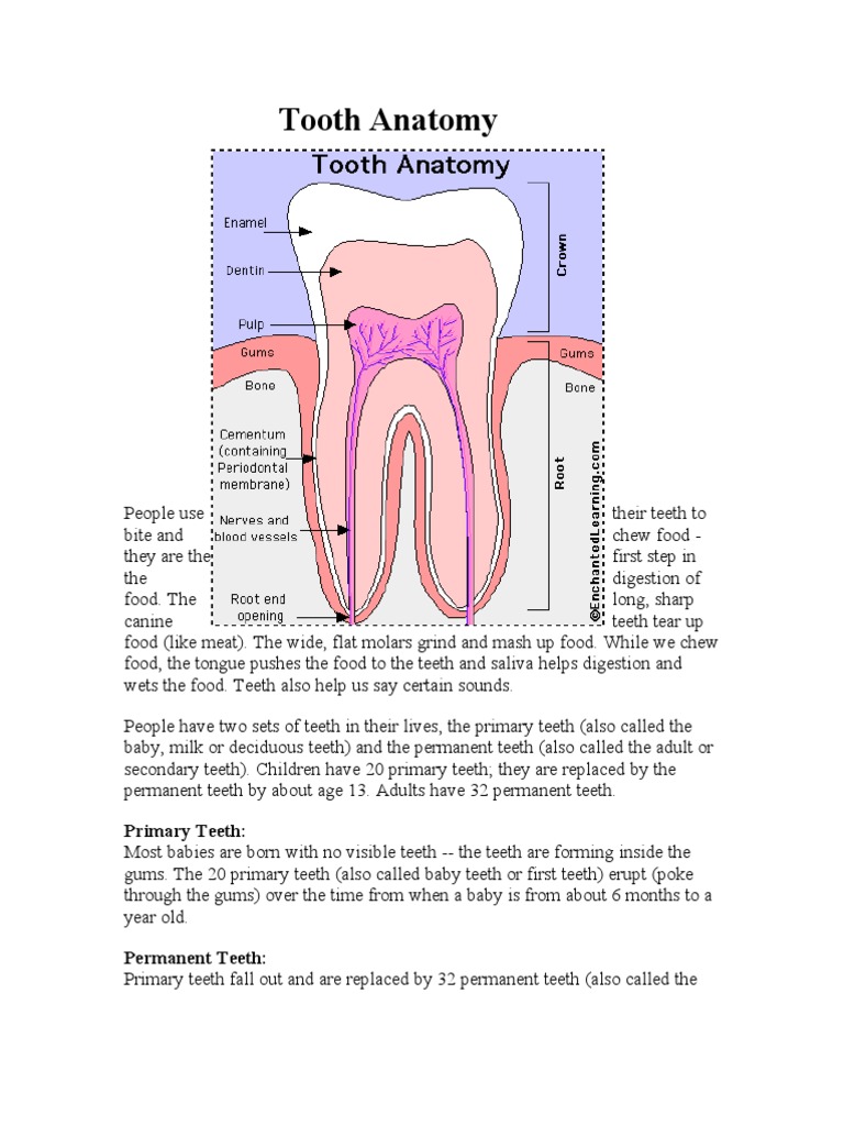 Tooth Anatomy | PDF | Tooth | Mouth
