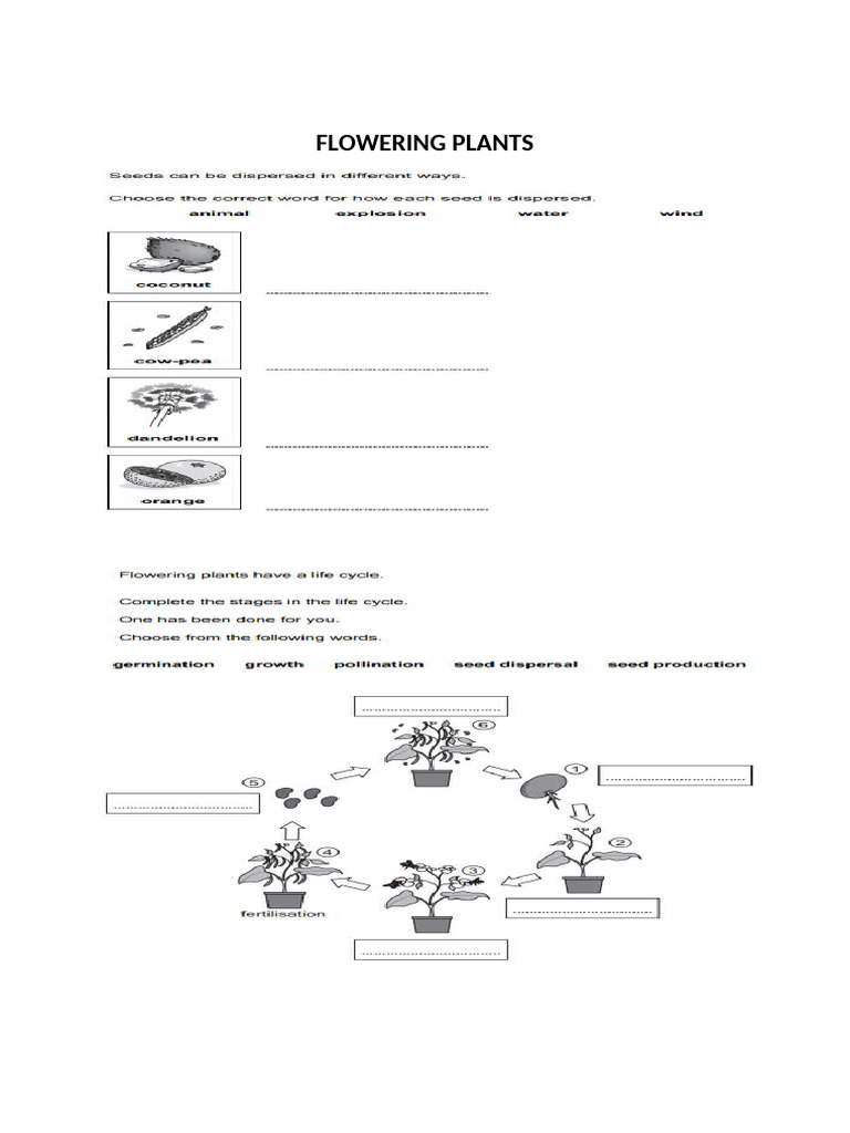 Flowering Plants Worksheet | PDF