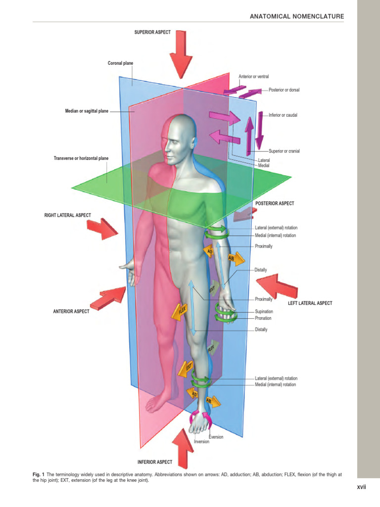 Descriptive Anatomy Terminology Guide | PDF | Anatomical Terms Of ...