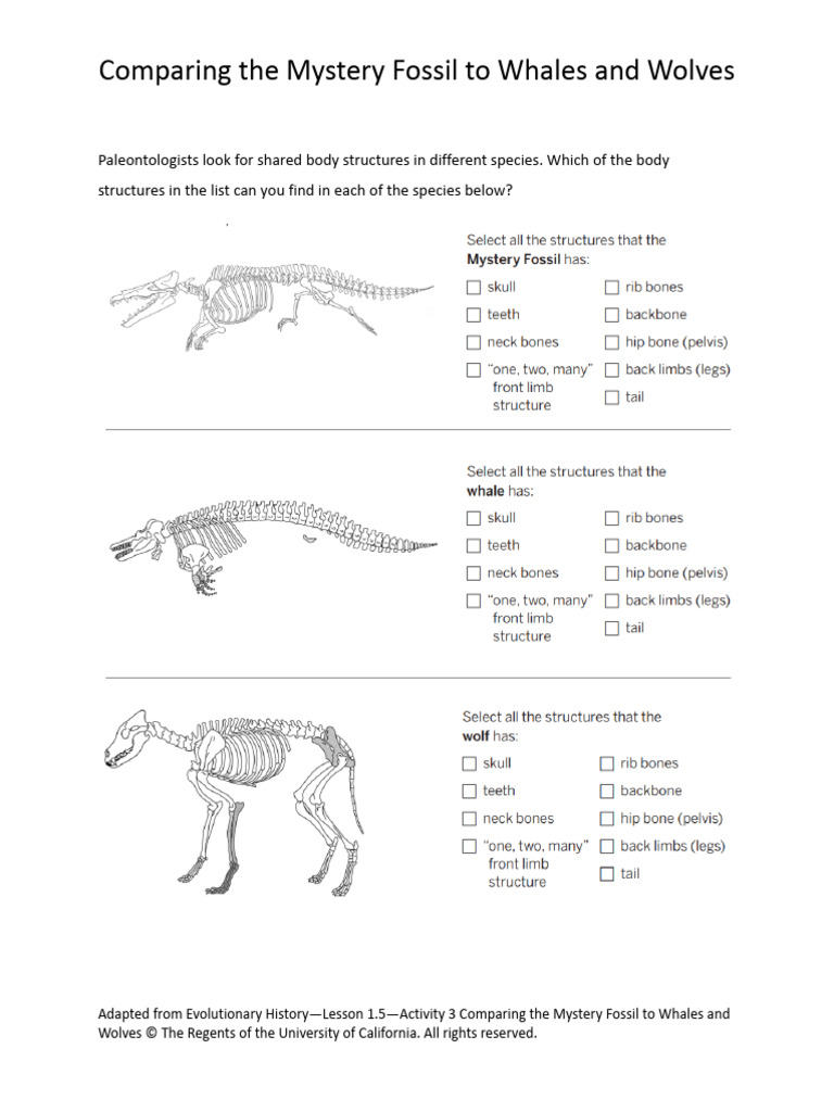 Comparing the Mystery Fossil to Whales and Wolves Handout | PDF