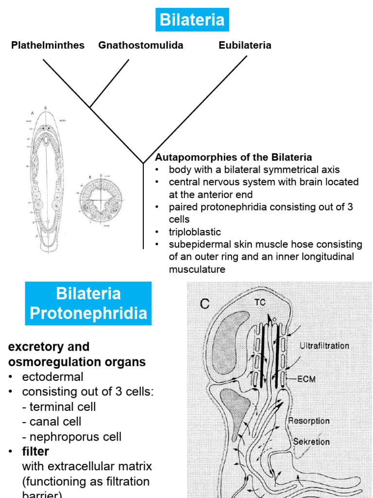 4 Bilateria Einf Disk Ecdysozoa Cycloneuralia Nemathelminth | PDF ...