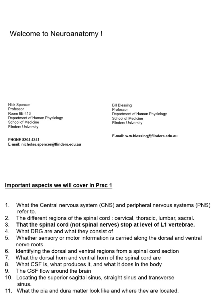 Neuroanatomy Study Guide Overview | PDF | Spinal Cord | Motor Neuron
