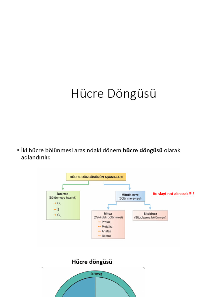 Snıf - Hücre Döngüsü 2. Slayt Son | PDF