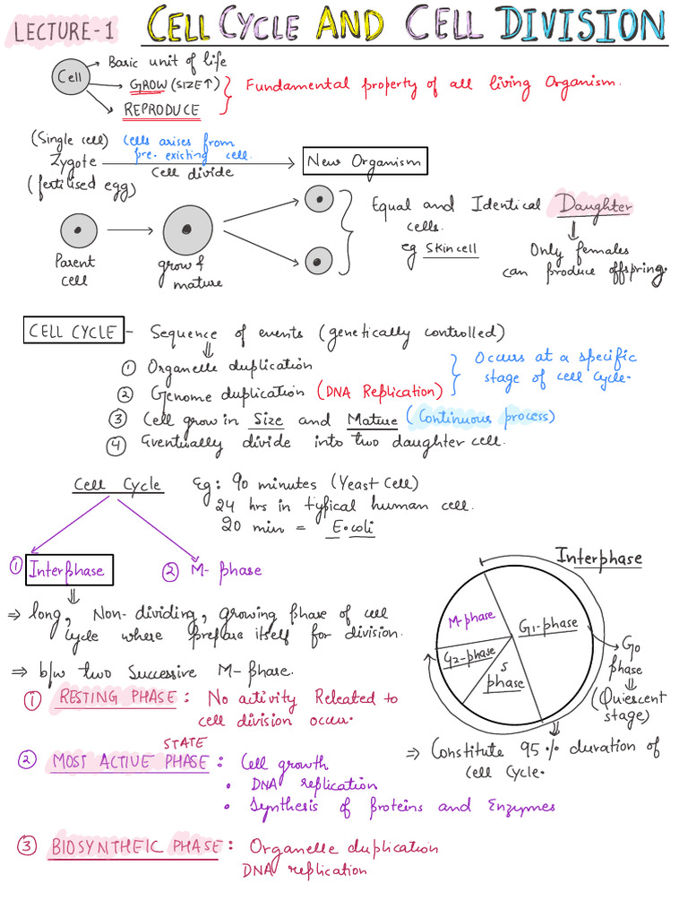 Cell Cycle and Cell Division | PDF