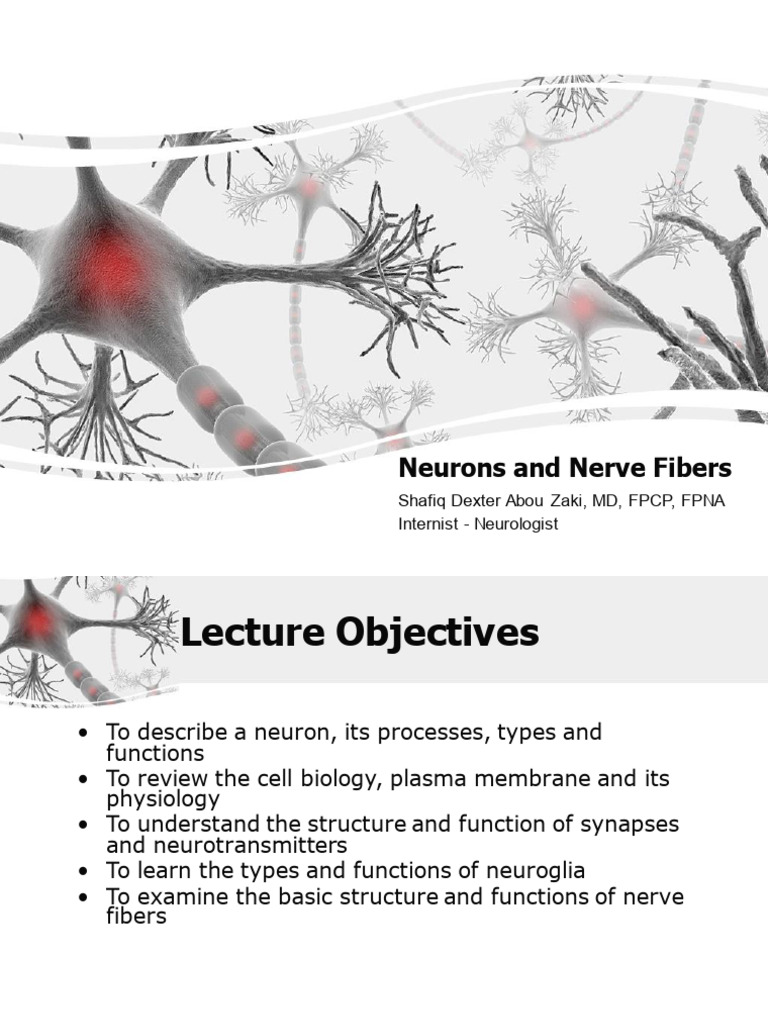 Neuron and Nerve Fibers PDF | PDF | Chemical Synapse | Axon