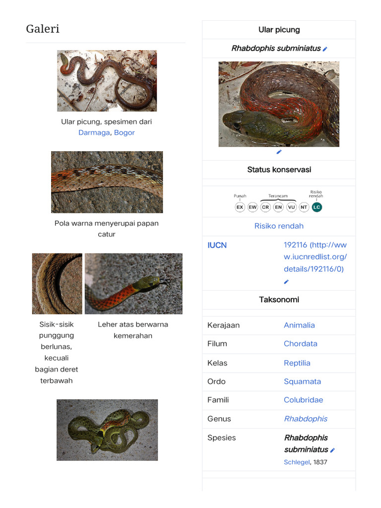 Ular Picung - Wikipedia Bahasa Indonesia, Ensiklopedia Bebas | PDF ...