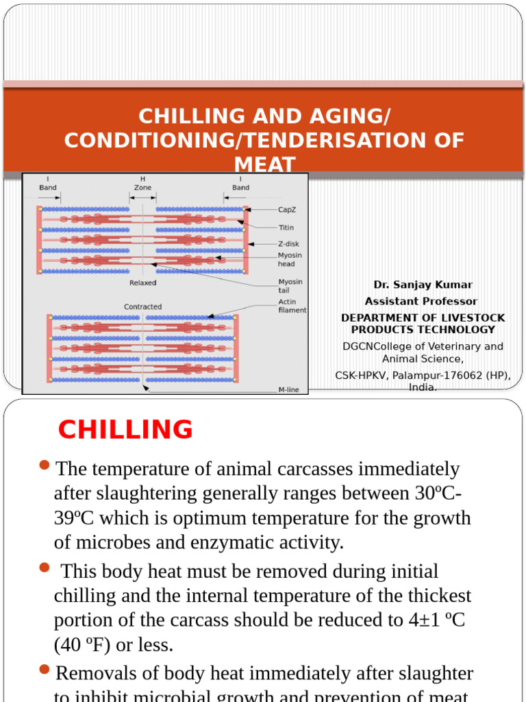 Chilling and Ageing of Meat | PDF | Meat