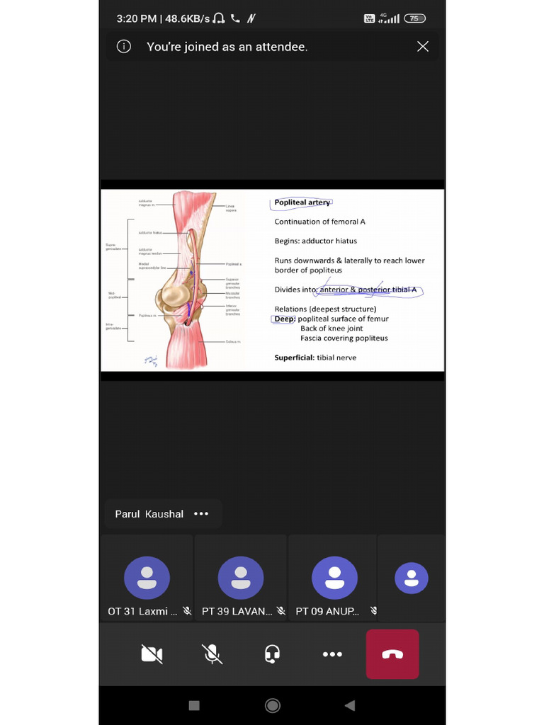 Front of Leg With Dorsum of Foot | PDF