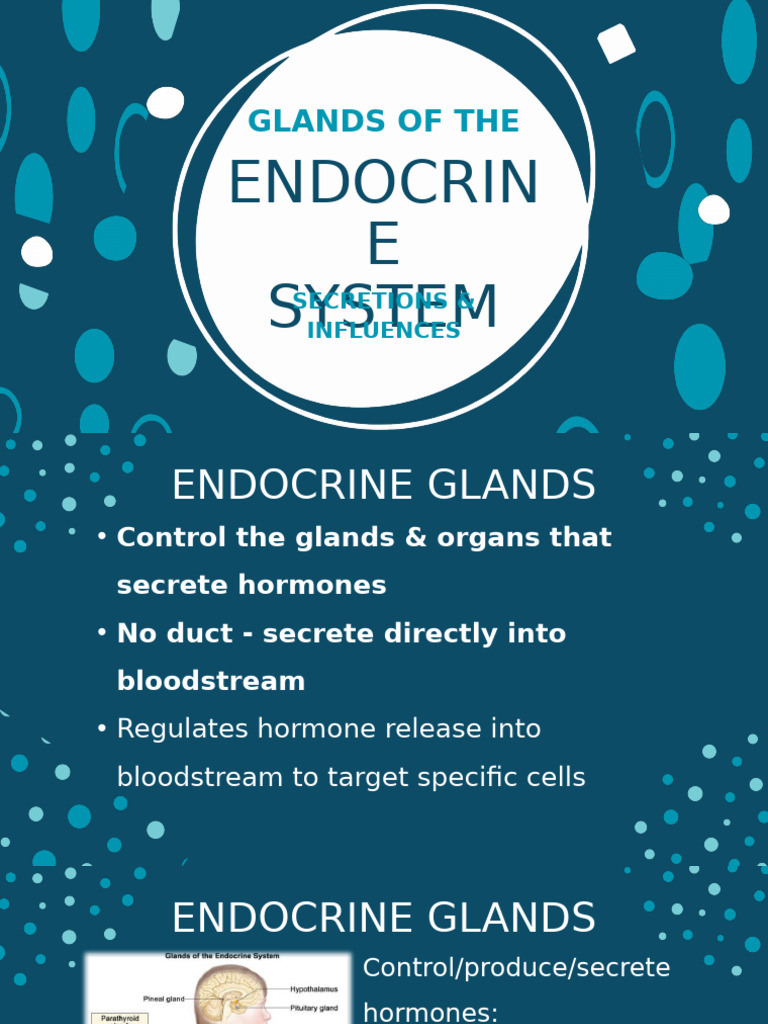 Endocrine Glands | PDF | Endocrine System | Adrenal Gland