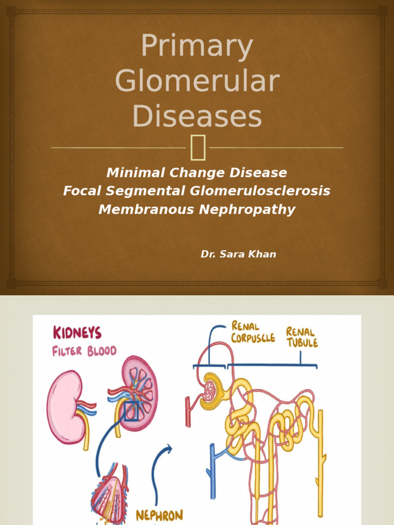 Primary Glomerular Diseases | PDF | Nephrology | Medical Specialties