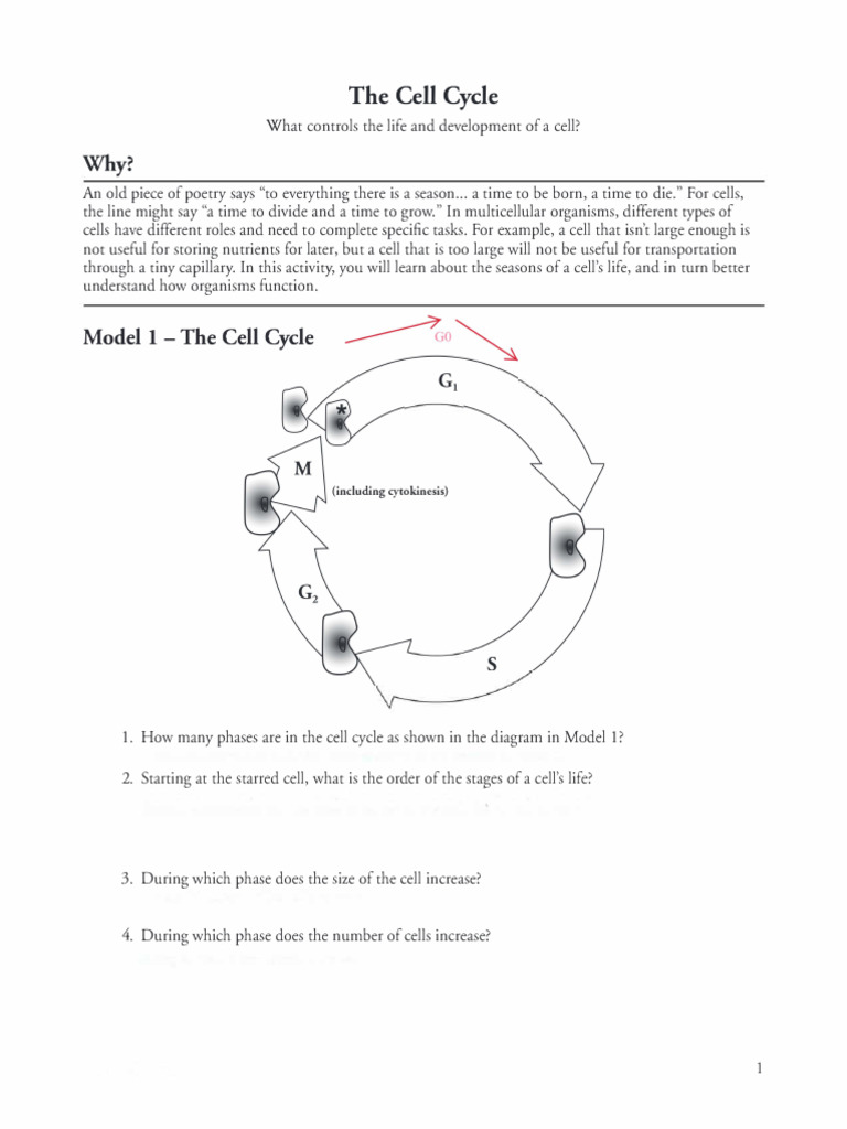 Cell Cycle POGIL Student - Worksheet - Fa2022 | PDF | Cell Cycle | Cell ...