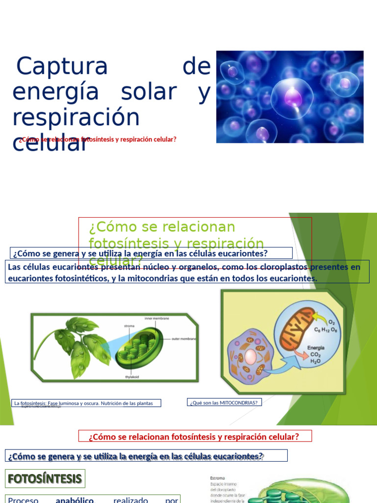 Captura de Energía Solar y Respiración Celular | PDF | Fotosíntesis ...