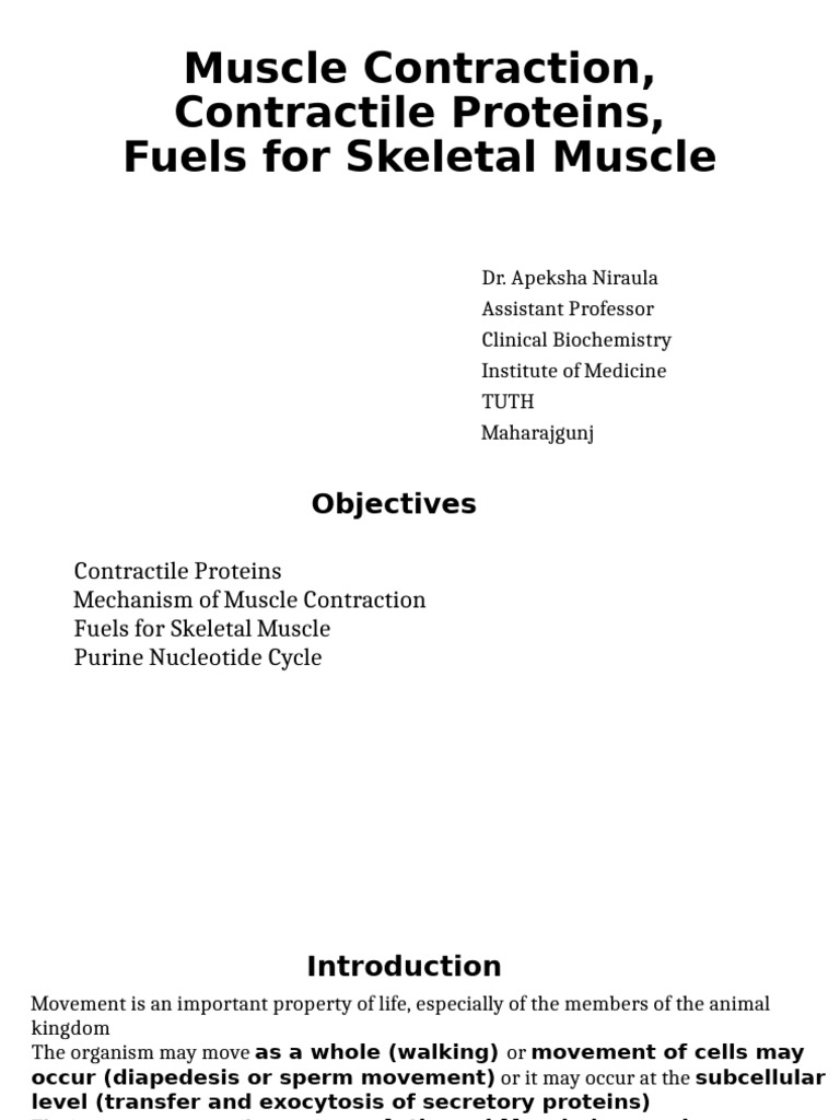Muscle Contraction and Contractile Proteins | PDF | Muscle Contraction ...