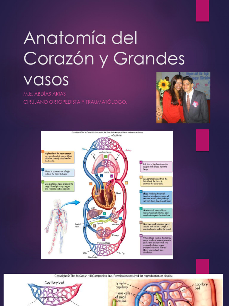 Anatomía Del Corazon y Los Grandes Vasos | PDF
