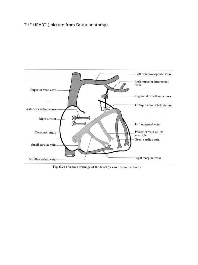 Anatomy of Heart | PDF
