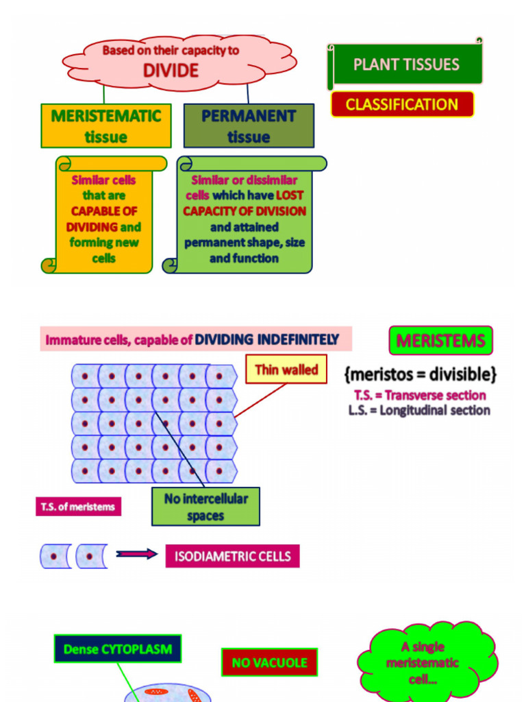 Anatomy Complete Pdf
