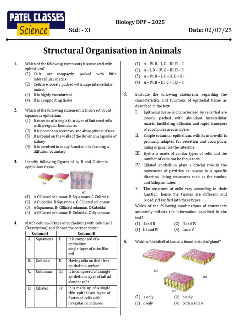 Biology - Structural Organisation Animal Zoology | PDF | Epithelium ...