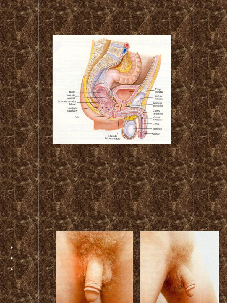 Exp. Físi. Genitales Masc. | PDF
