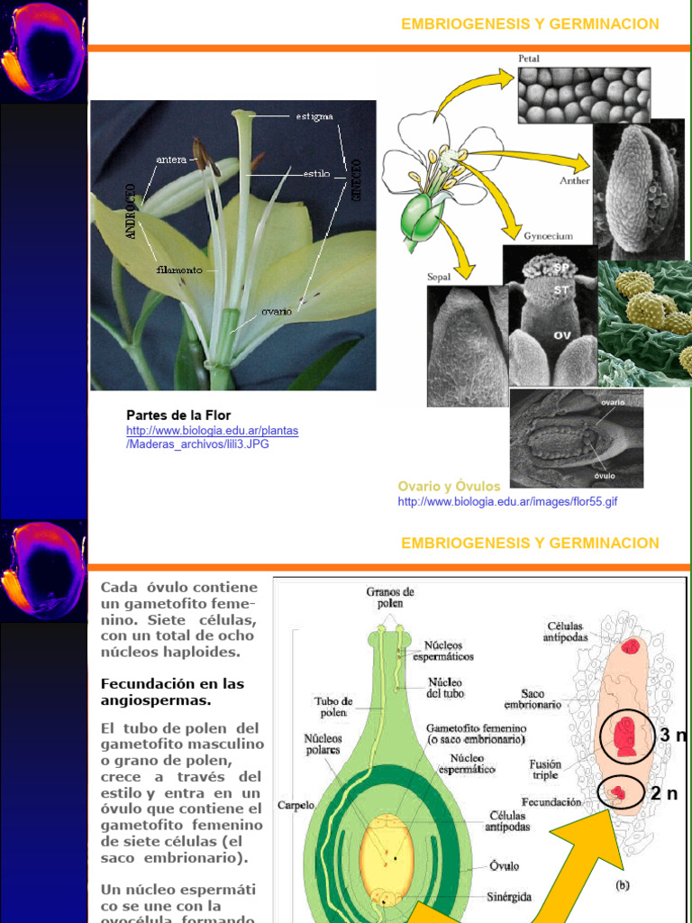 Embriogénesis y Germinación en Plantas | PDF | Germinación | Embrión