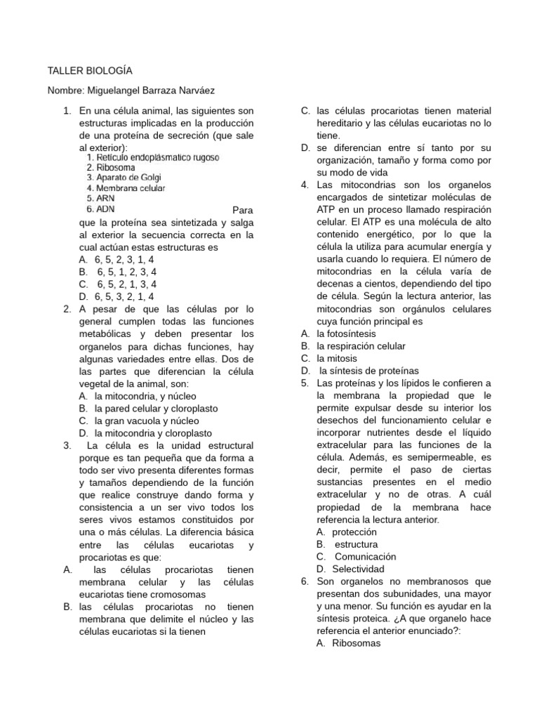 Taller sobre Estructura Celular y Funciones | PDF | Biología Celular ...