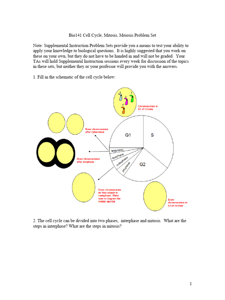 141 Cell Cycle, Mitosis, and Meiosis Problem Set | PDF | Mitosis | Meiosis