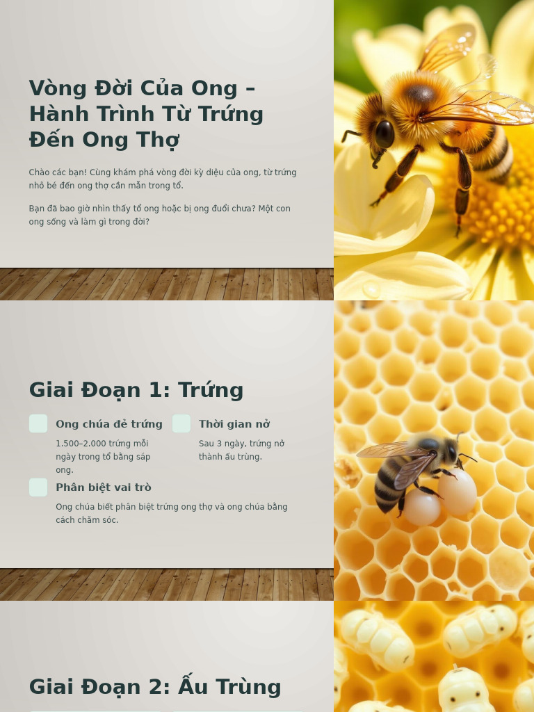 Vong DJoi Cua Ong Hanh Trinh Tu Trung DJen Ong Tho | PDF