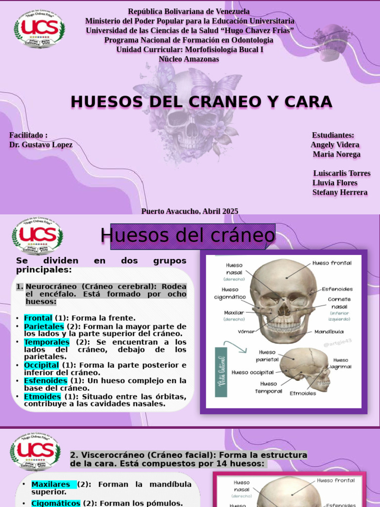 Huesos del Cráneo y Cara en Odontología | PDF | Cráneo | Nariz humana