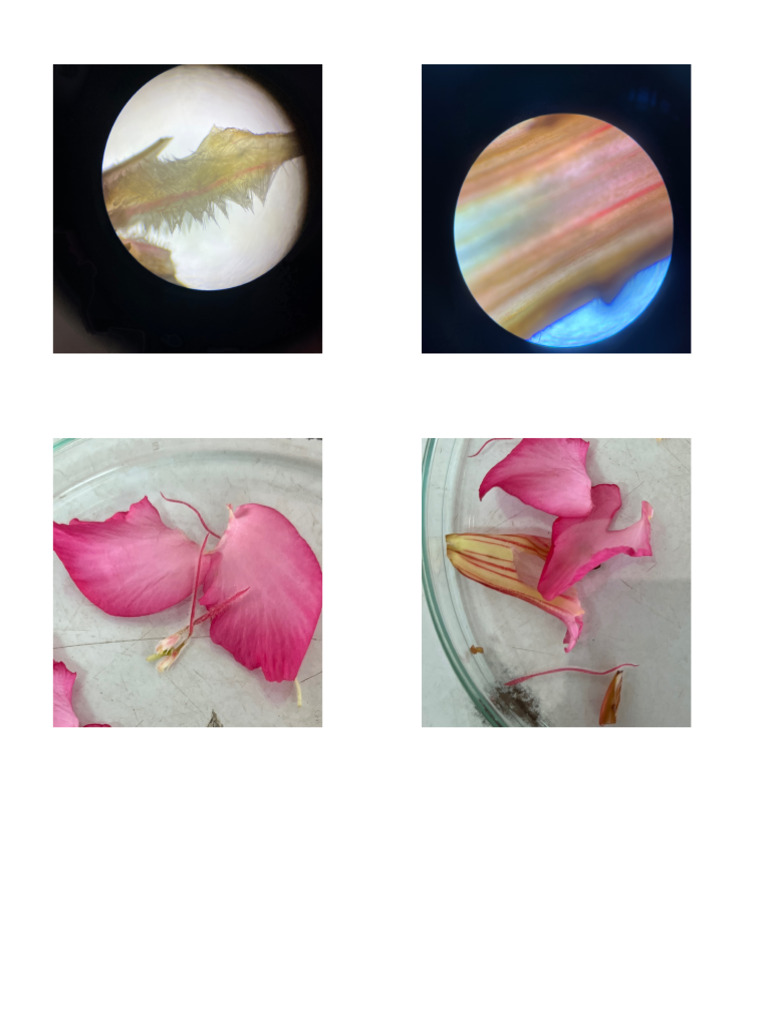 Lap Supawadee PDF | PDF