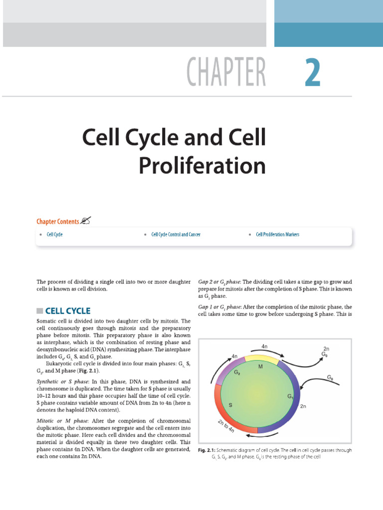 Cell Cycle | PDF