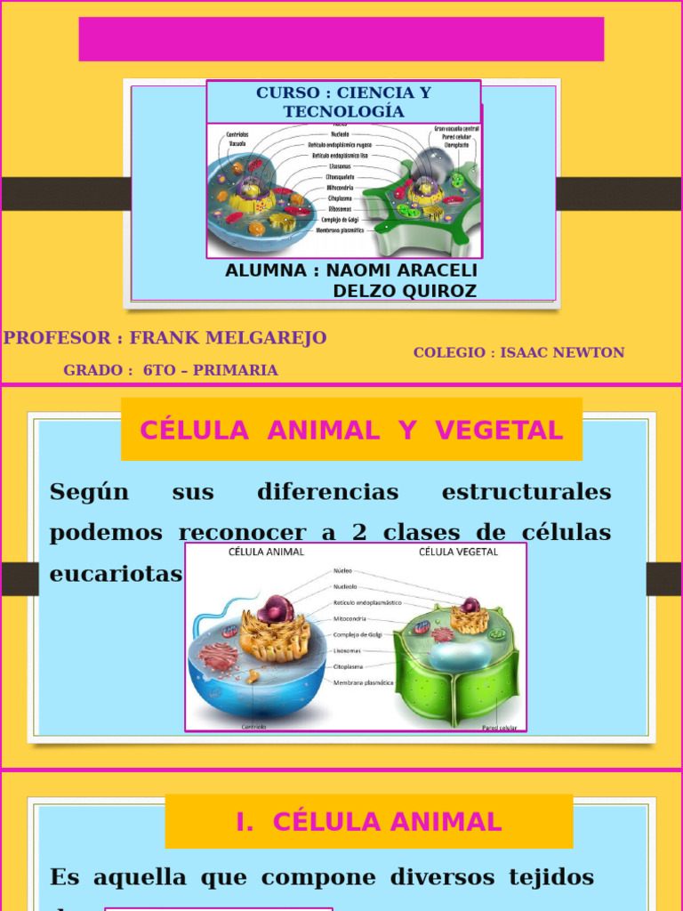 Diferencias entre Células Animal y Vegetal | PDF