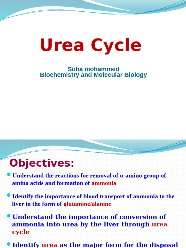 Lec 4 Uera Cycle | PDF | Alanine | Metabolism