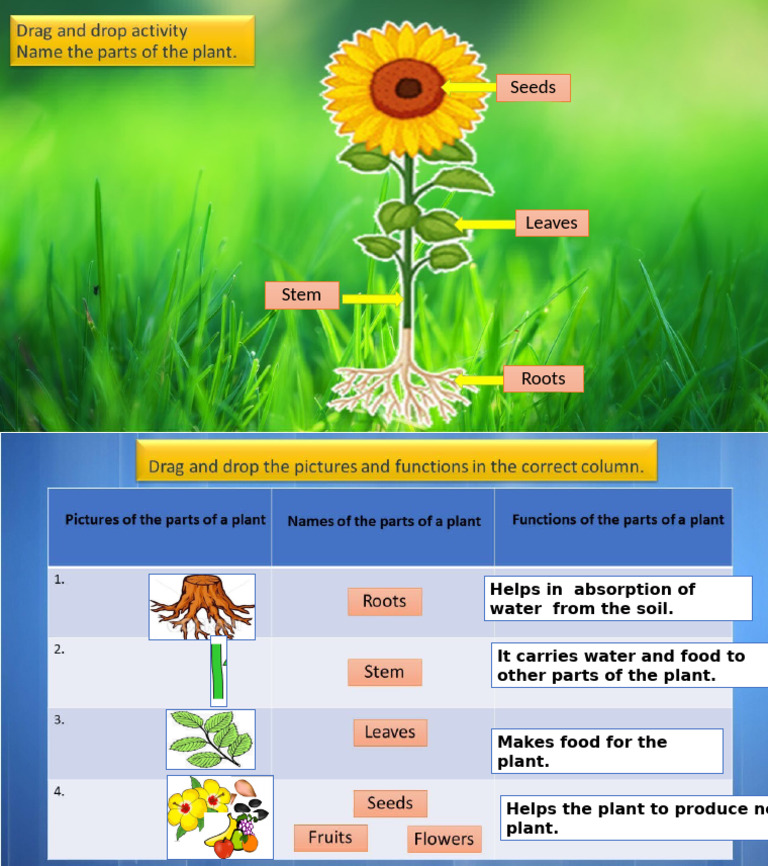 Drag and Drop Activity-Ln 2 Amazing World of Plants10.8.21 (Akshay) | PDF