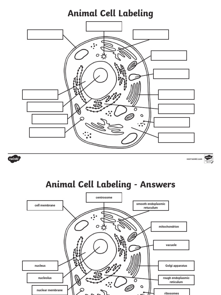 BW Animal Cell Labeling Activity Questions | PDF