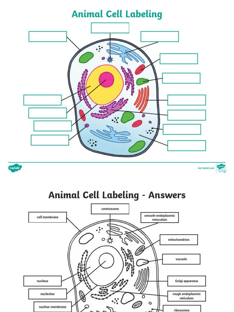 Color Animal Cell Labeling Activity Questions | PDF